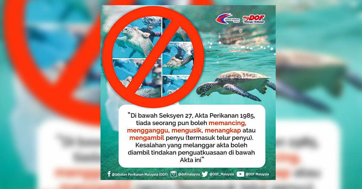 Selamatkan Penyu Kita