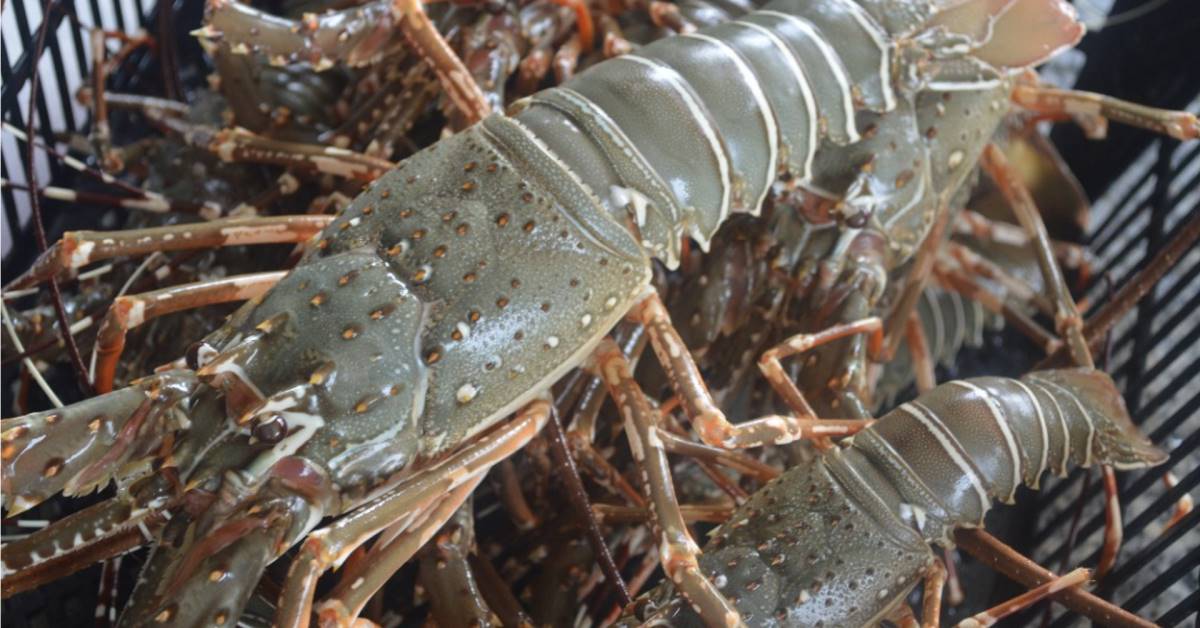 Prohibition to Catch, Keep or Rear Spiny Lobsters Smaller Than 6cm